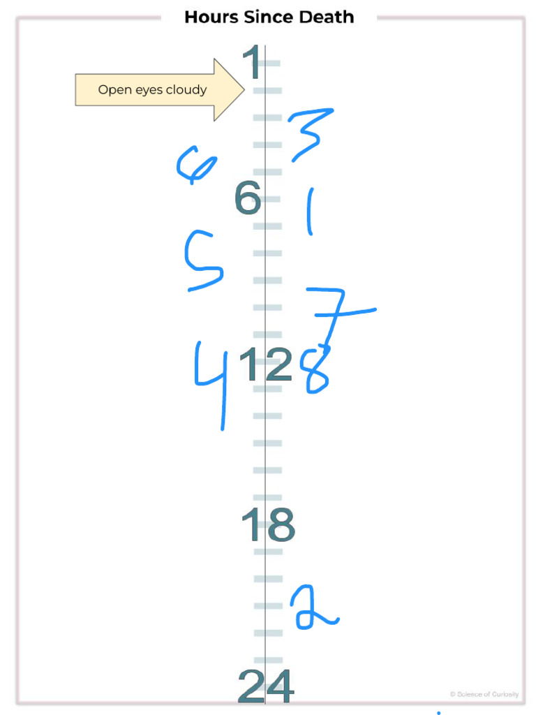 Printable After Death Timeline | PDF