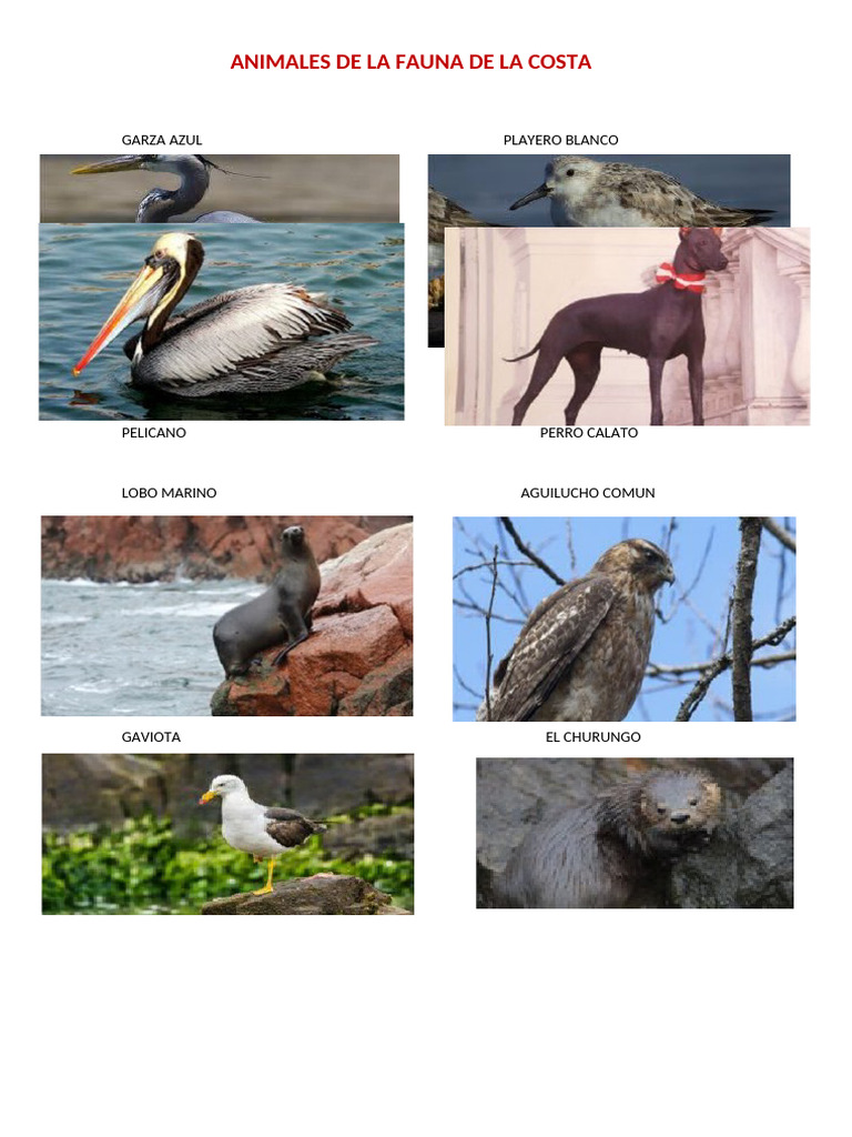Fauna de la Costa: Animales Destacados | PDF