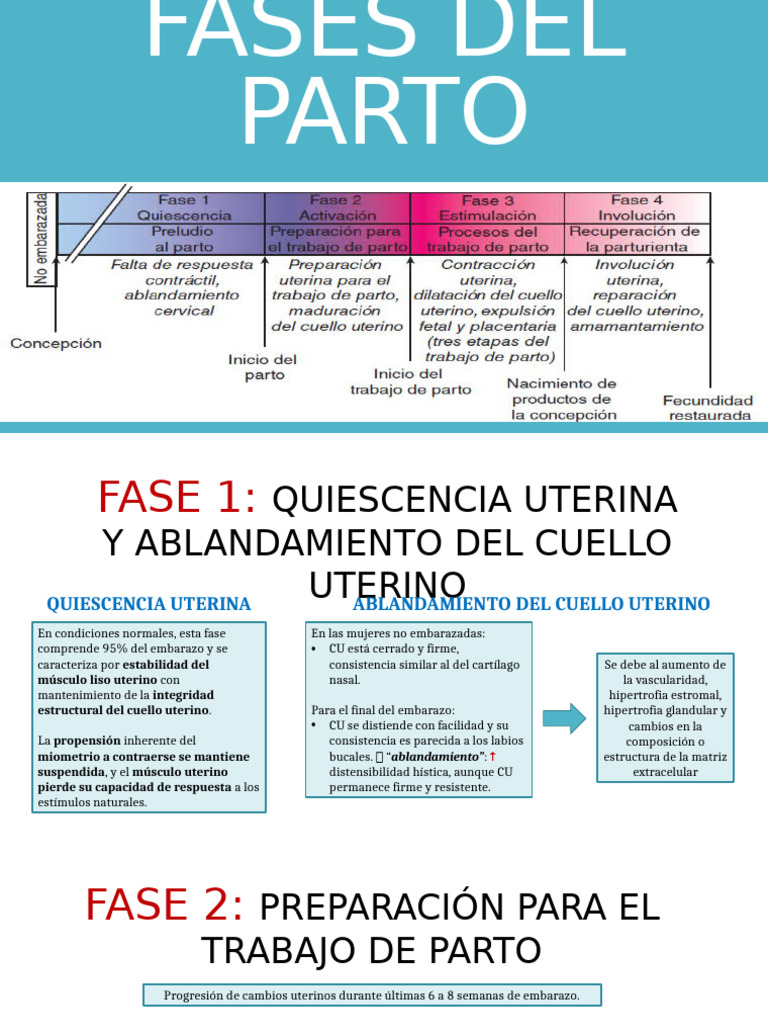 Fases Del Parto | PDF | Parto | La matriz extracelular