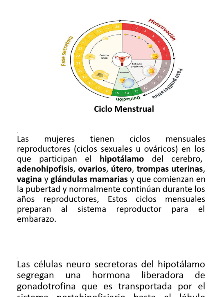Presentaci-N 6 - Ciclo Menstrual | PDF | Ciclo menstrual | Hormona luteinizante