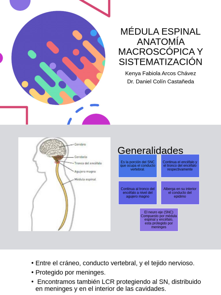 Médula espinal | PDF | Médula espinal | Materia gris