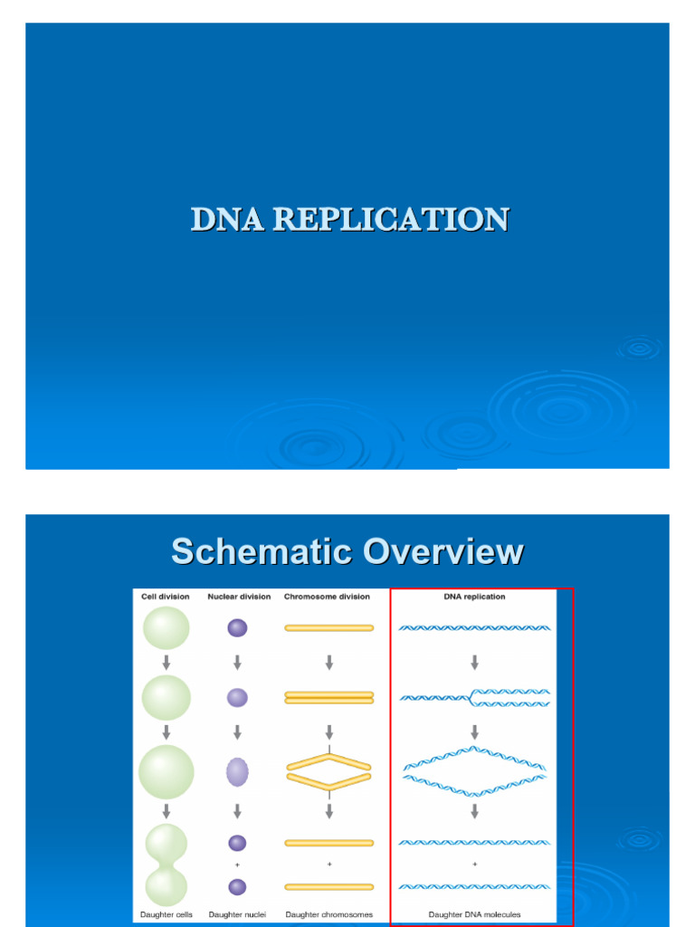 DNA Replication | PDF | Dna Replication | Dna