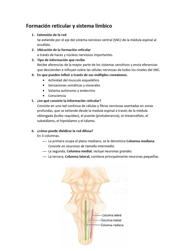 Formación Reticular Guía | PDF | Sistema nervioso central | Cerebelo