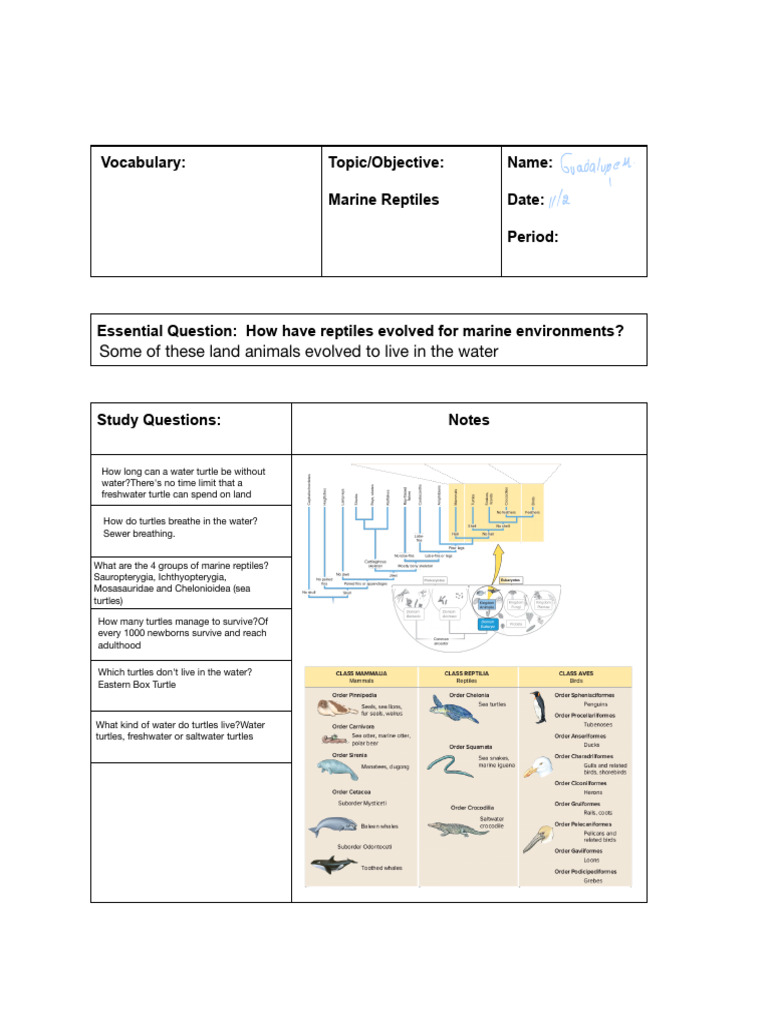 Marine Reptiles Cornell Notes Template | PDF