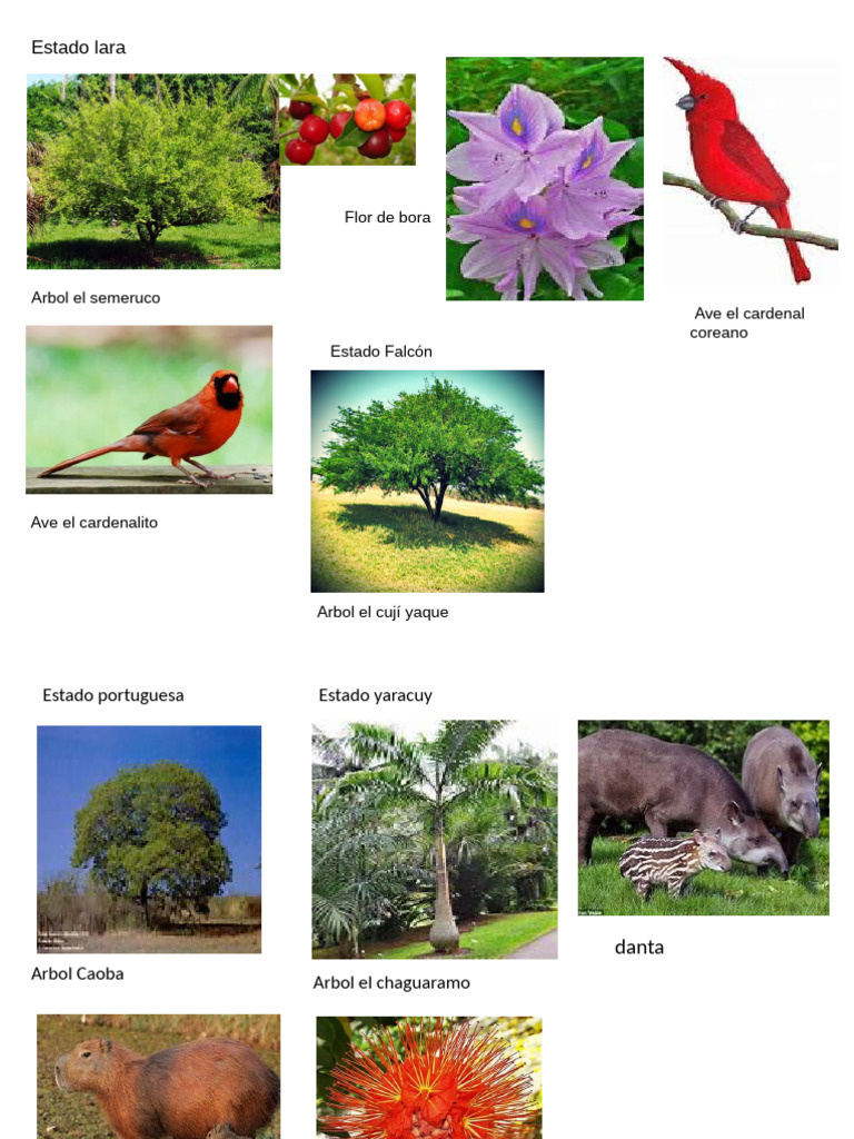 Símbolos Naturales de Lara y Falcón | PDF