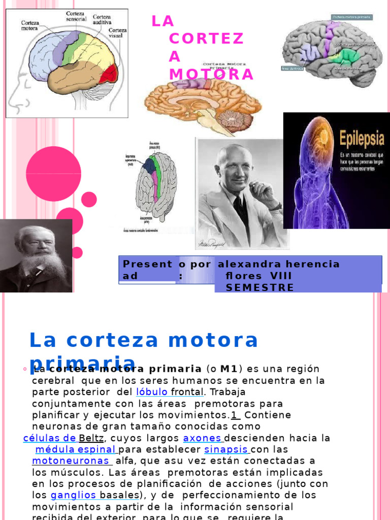 Función y Anatomía de la Corteza Motora | PDF | Sistema nervioso ...