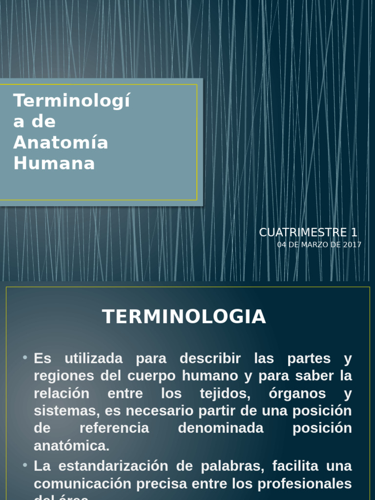 Terminologia de Anatomia Humana - E1 | PDF | Términos anatómicos de ...