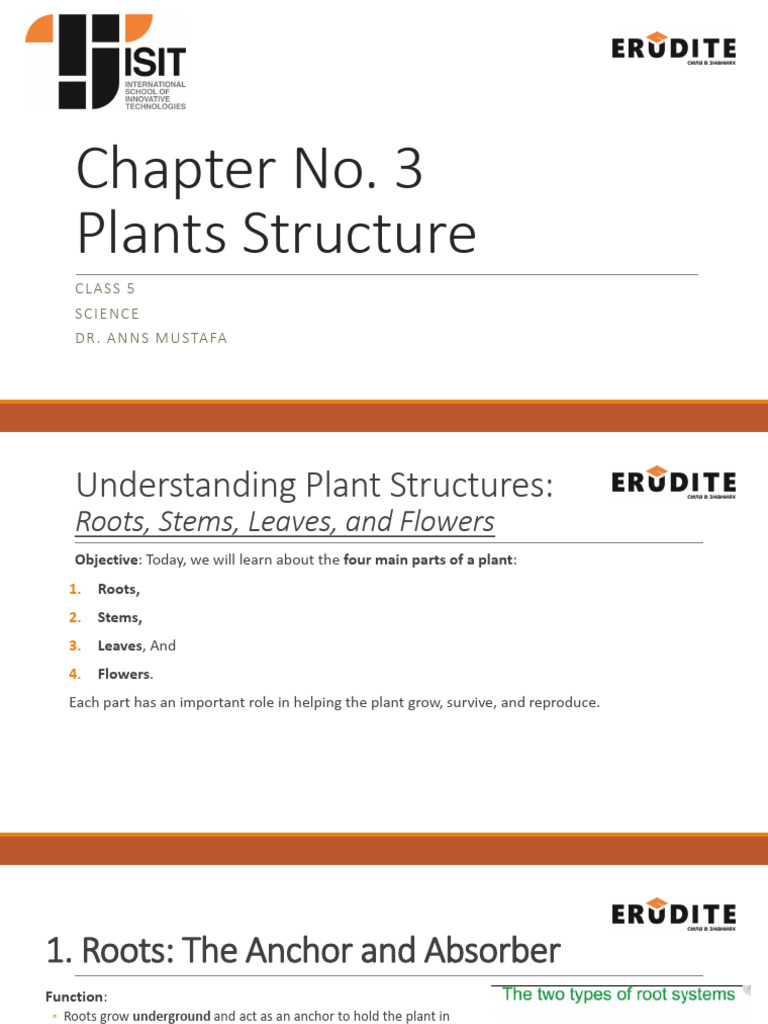 Topic 3 Class 5 | PDF | Plant Stem | Flowers