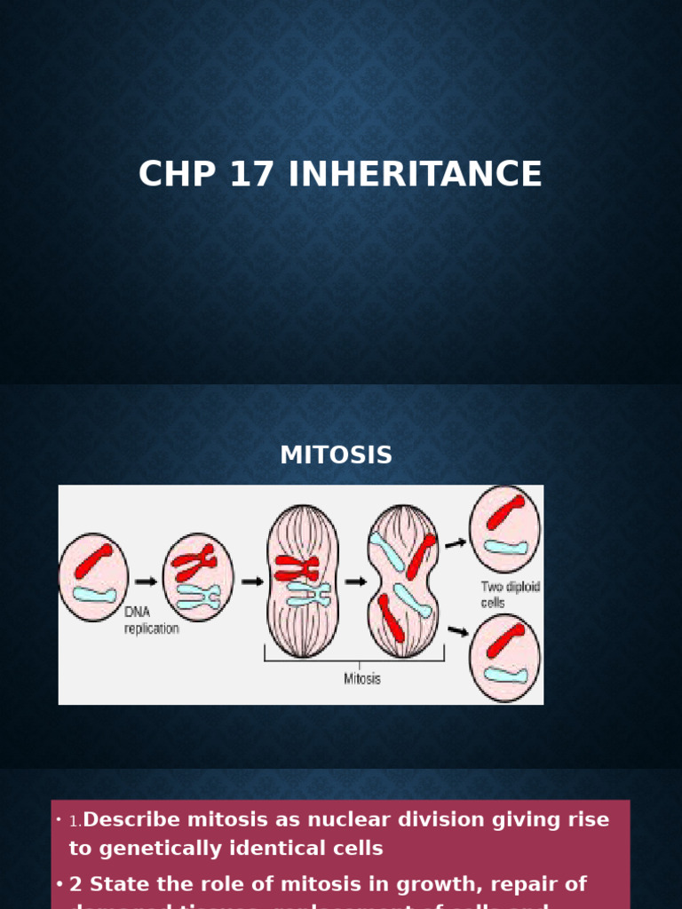 CHP 17 Inheritance | PDF | Dominance (Genetics) | Genotype