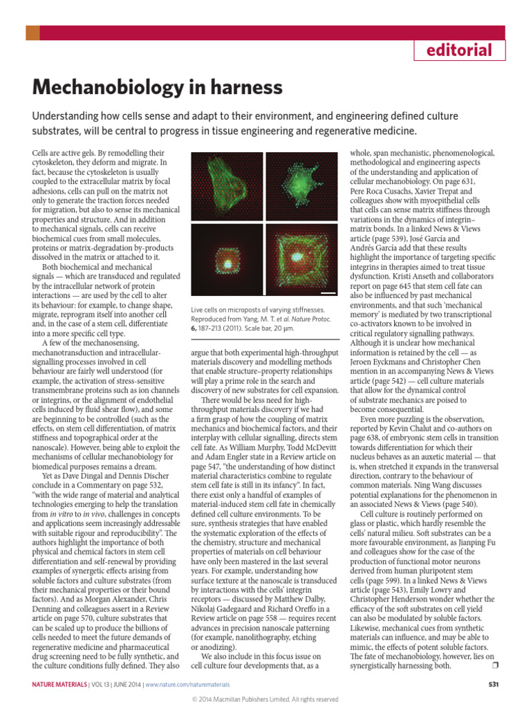 Mechanobiology: Cell Behavior & Substrates | PDF | Extracellular Matrix ...