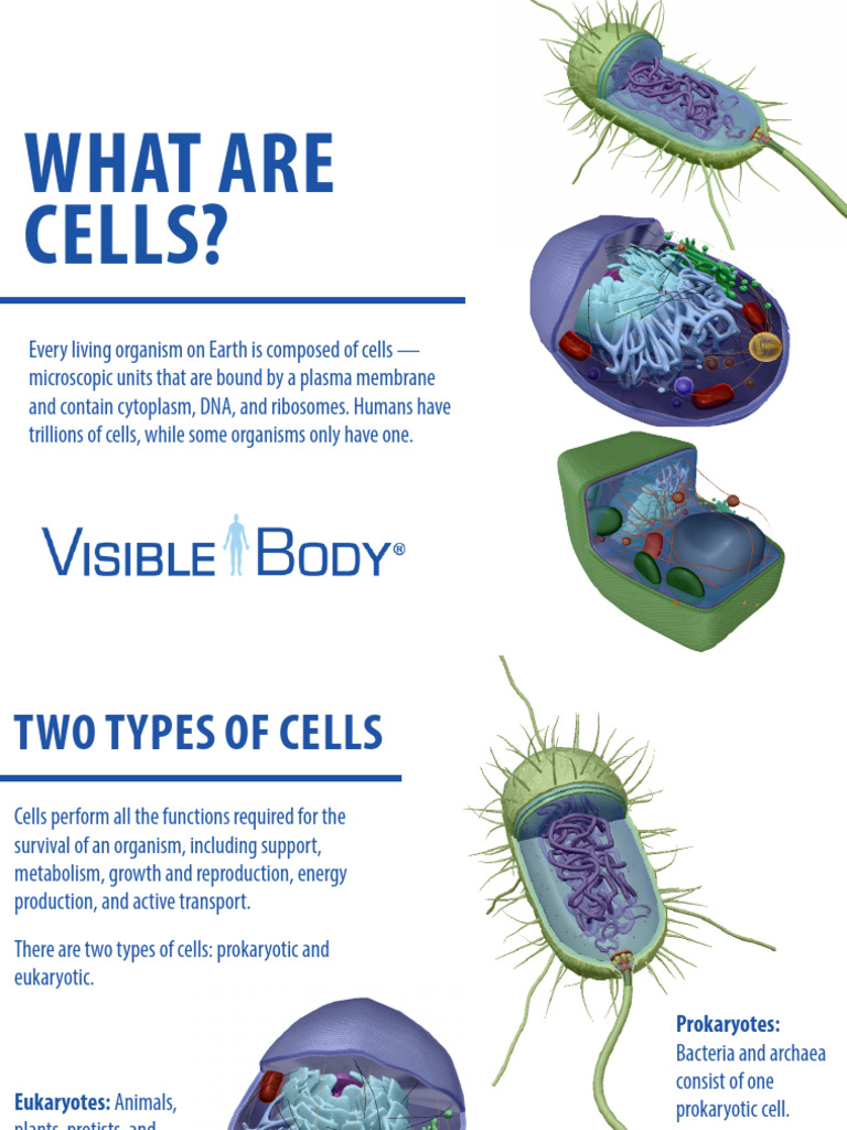 VisibleBody Cell Comparison | PDF | Cell (Biology) | Eukaryotes