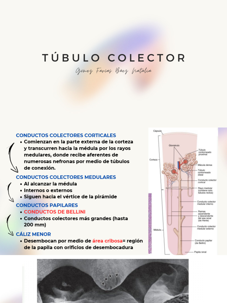 Función del Túbulo Colector Renal | PDF | Citoplasma | Sodio