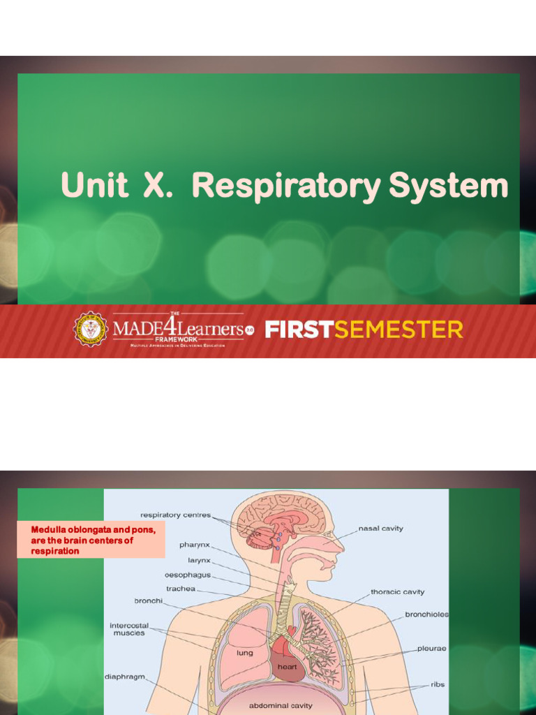 Unit 9 - Respiratory System | PDF | Respiratory Tract | Lung