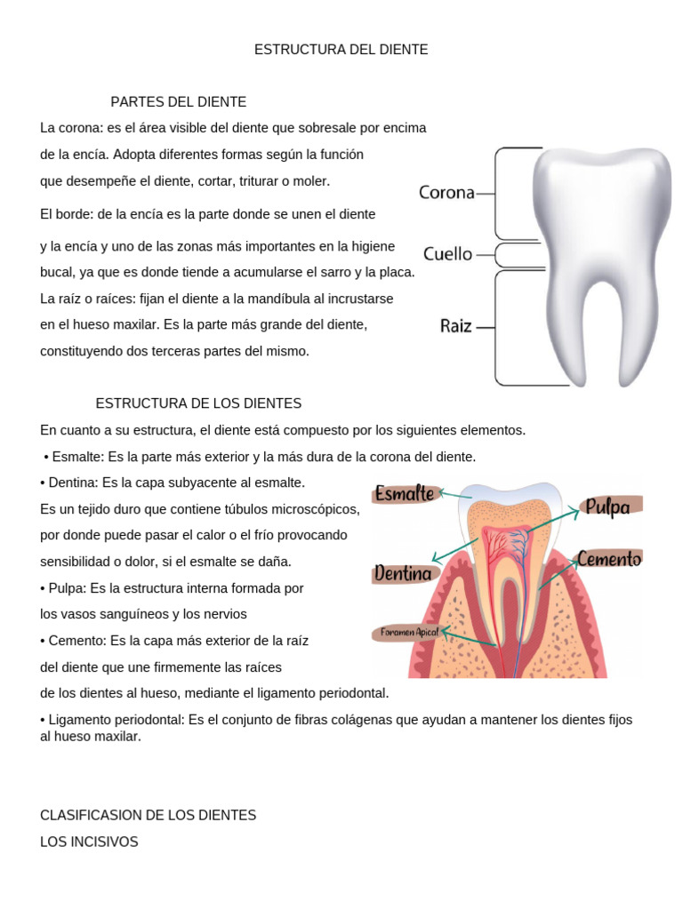 ESTRUCTURA DEL DIENTE | PDF | Diente humano | Diente