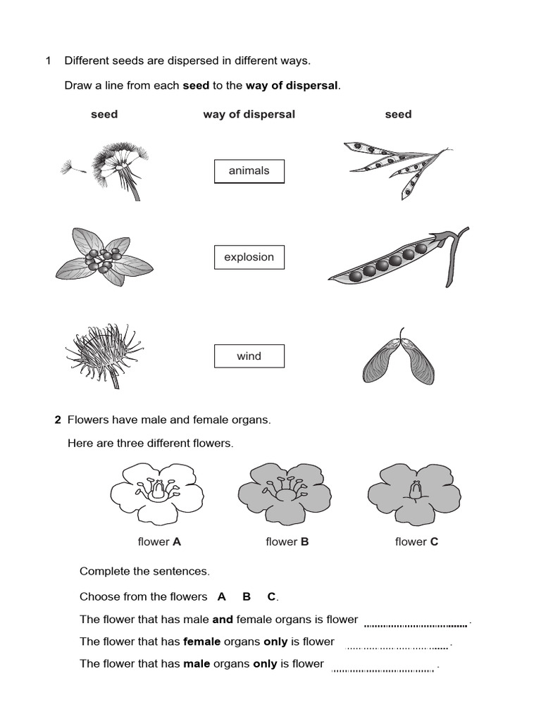 Seed Seed Way of Dispersal: Different Seeds Are Dispersed in Different ...