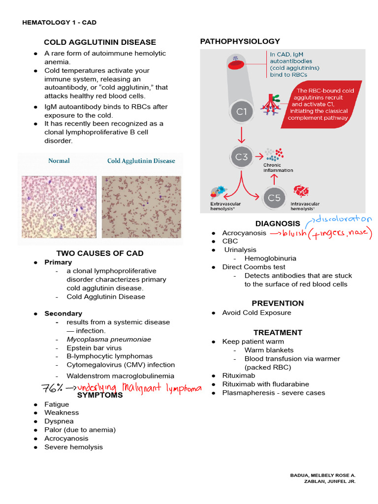 Cold Agglutinin Disease Overview | PDF