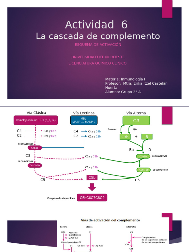 Actividad 6 Vias de Activacion Esquema | PDF | Sistema complementario | Biologia de sistemas