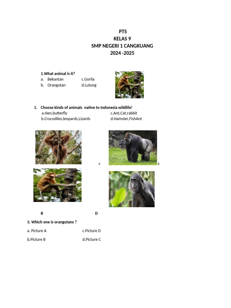 SOAL PTS KLS 9 24 -25 (3) | PDF | Orangutan | Ape SOAL PTS KLS 9 24 -25 (3) | PDF | Orangutan | Ape