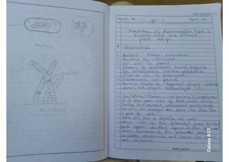 Biology Project Work (Spotting) | PDF