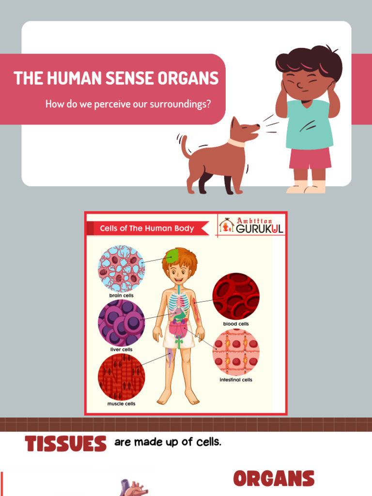 Lesson 1 Human Sense Organs | PDF | Senses | Perception