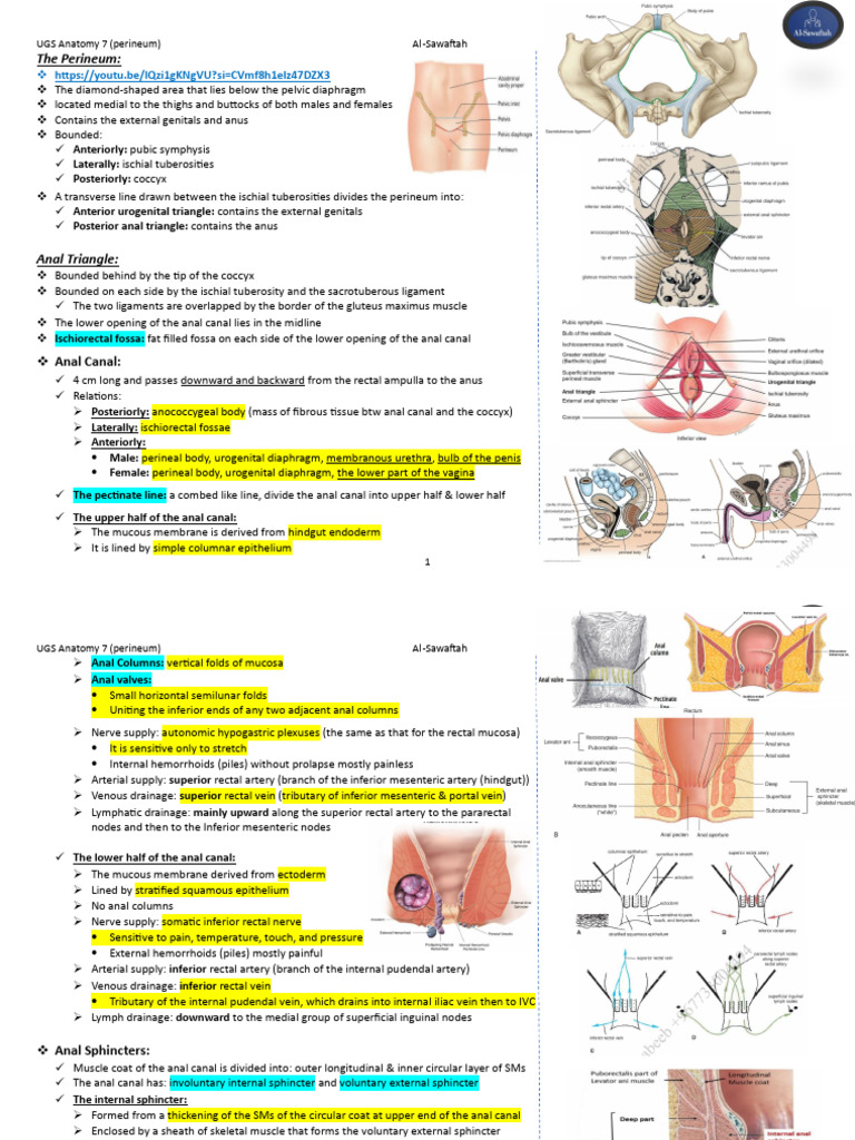 ugs Anatomy (H) 7. | PDF | Clitoris | Labia