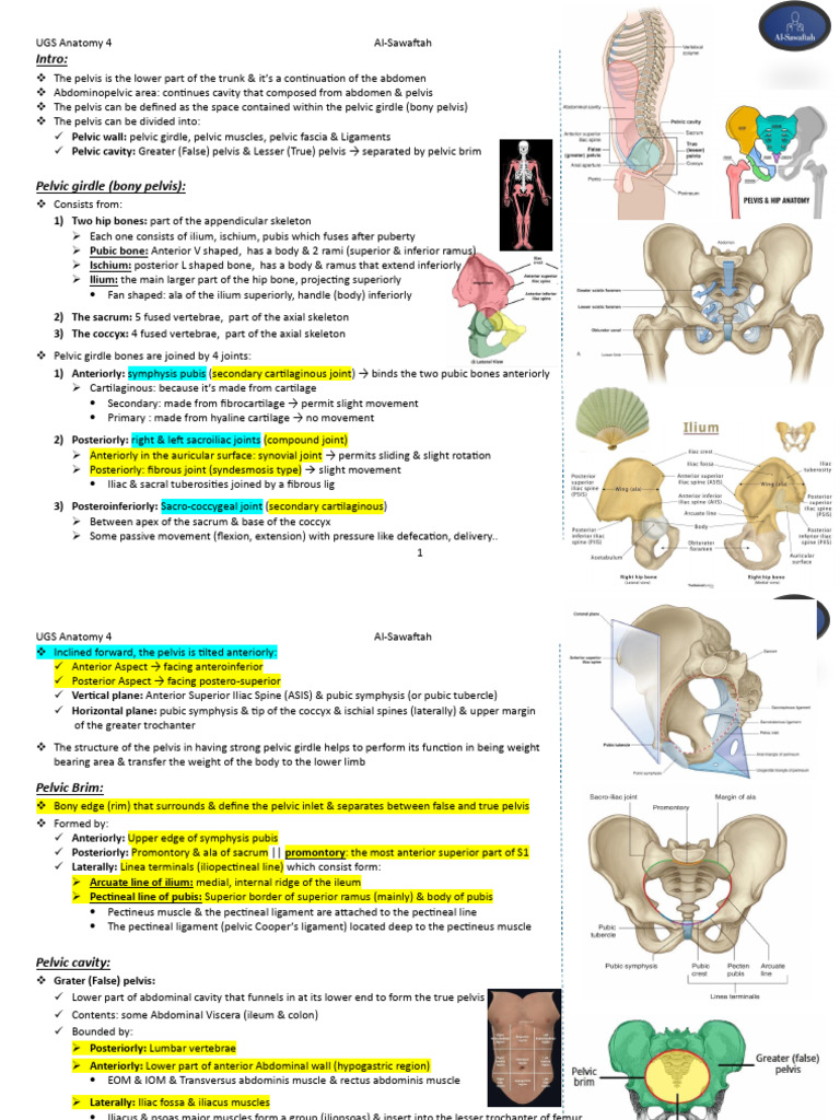 UGS Anatomy 4 (H) pelvis | PDF | Pelvis | Abdomen