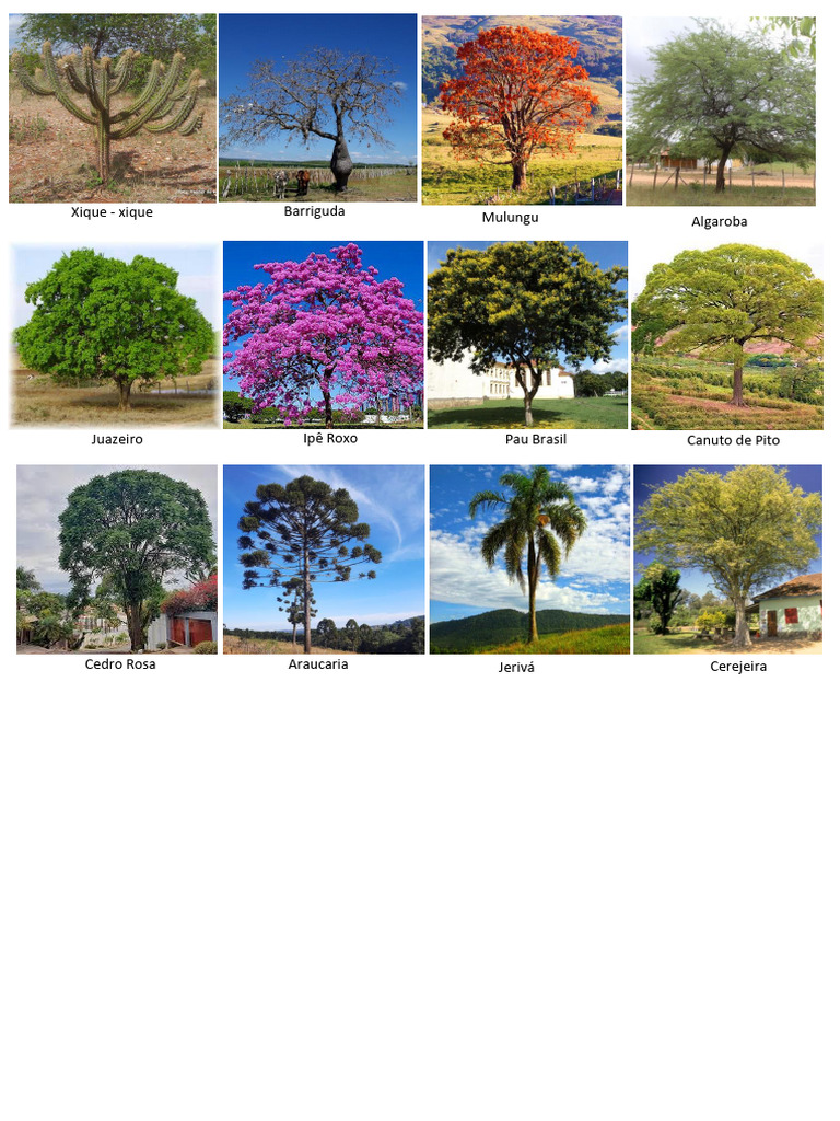 12 Árvores e 12 Aves Nativas do Brasil | PDF | Gastronomia, comida e vinho