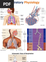 Respiratory Physiology Powerpoint Presentation | PDF | Lung ...