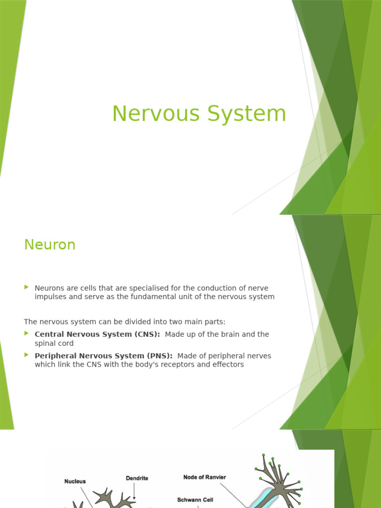 Nervous System | PDF | Chemical Synapse | Action Potential