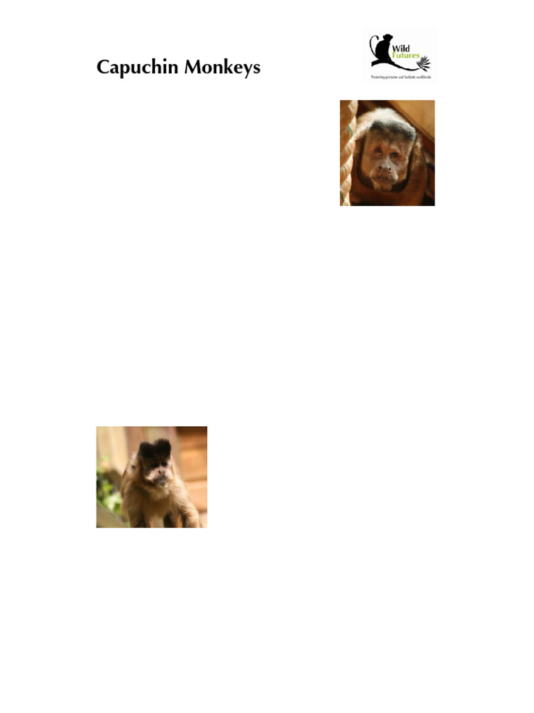What-is-a-Capuchin-Monkey | PDF