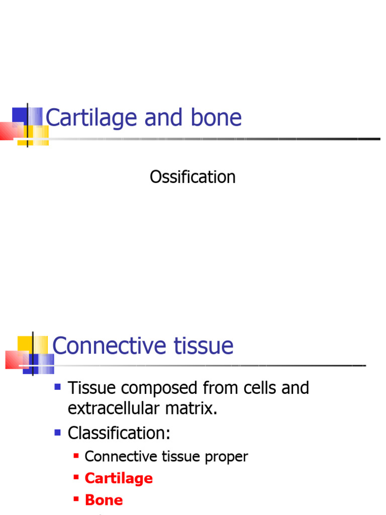 2030 Cartilage, Bone, Ossification I | PDF | Bone | Osteoblast