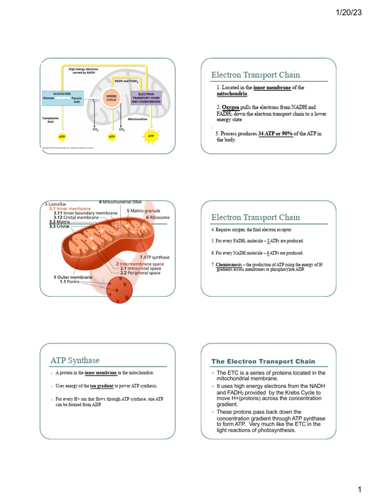 ETC Fermentation | PDF | Cellular Respiration | Adenosine Triphosphate