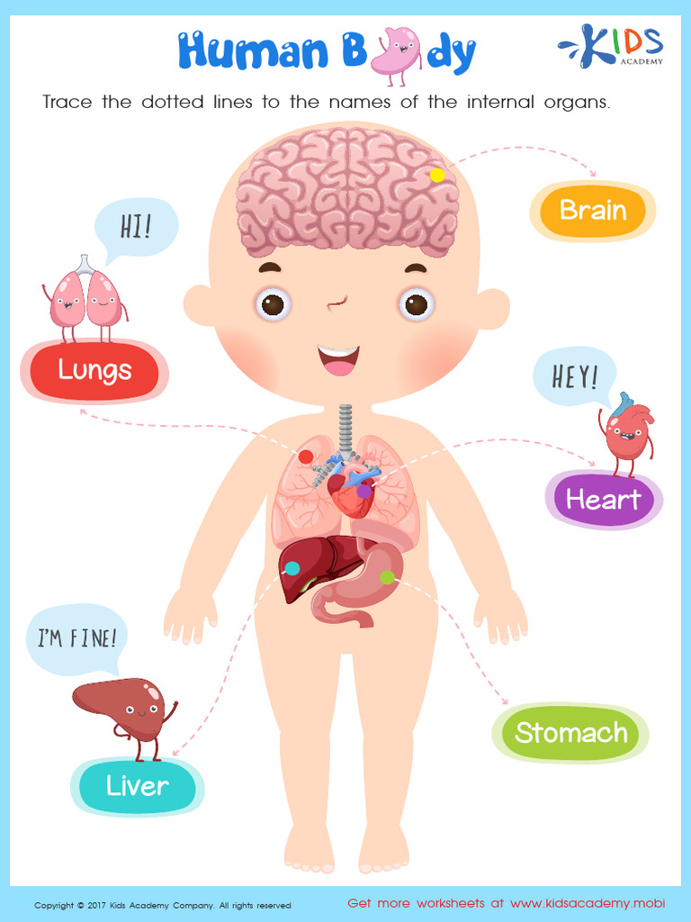 Grade 2 Human Body Woghrksheet | PDF
