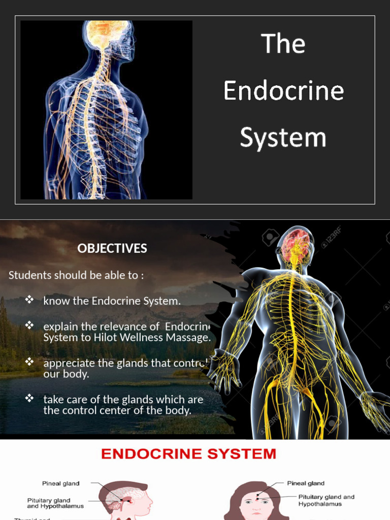Endocrine Sysytem Powerpoint 2 | PDF