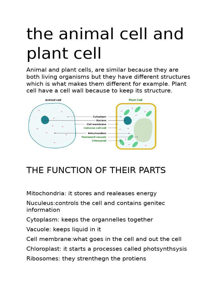 The Animal Cell and Plant Cell | PDF