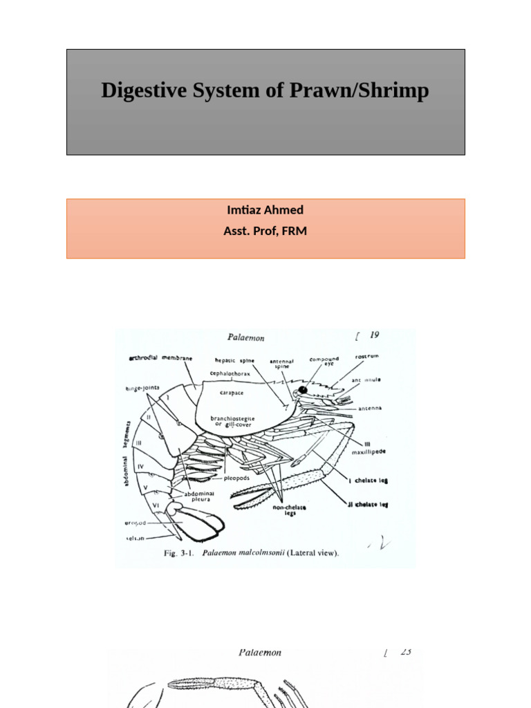 Digestive System of Prawn | PDF | Digestion | Stomach