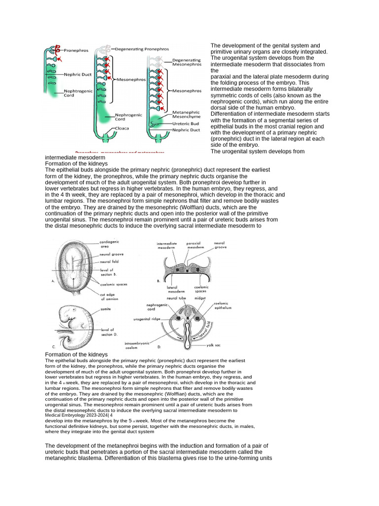 Urogenital System Development in Embryos | PDF | Kidney | Urinary System