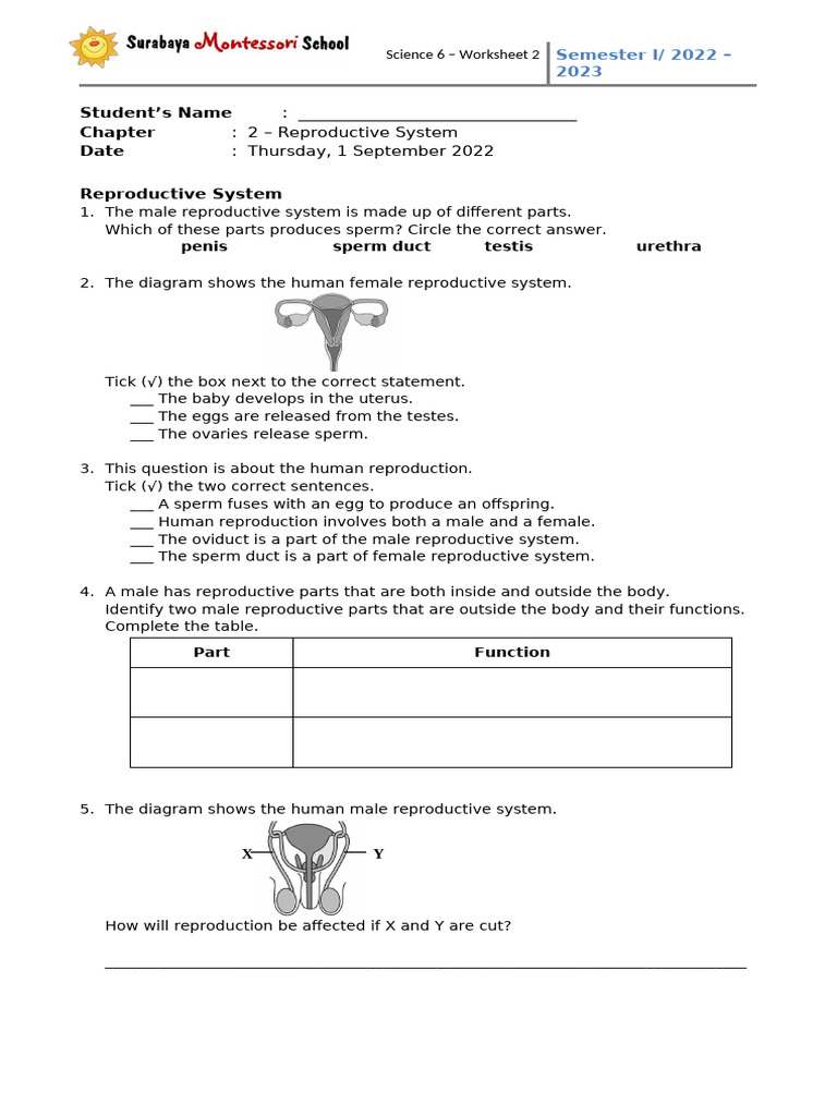 Science 6 WS 2 | PDF | Reproductive System | Human Reproduction