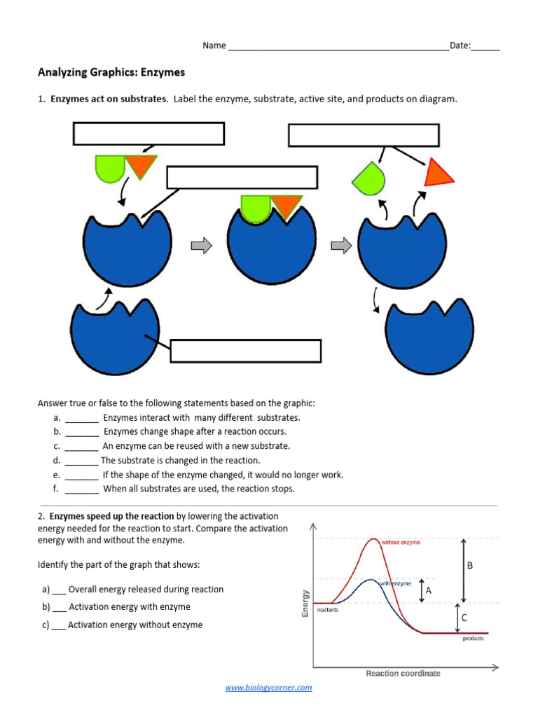 CH 4 Enzyme Practice | PDF | Wellness