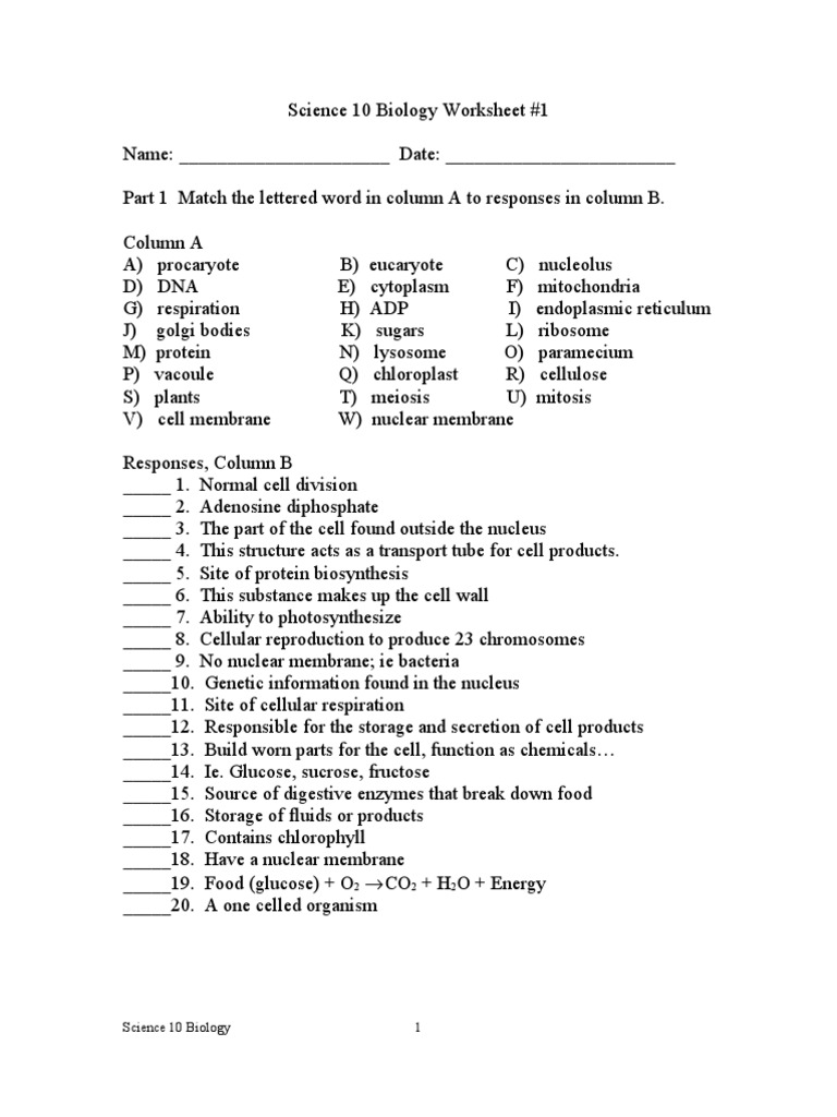 10th Grade Biology Worksheet #1 | PDF | Cell (Biology) | Cell Nucleus