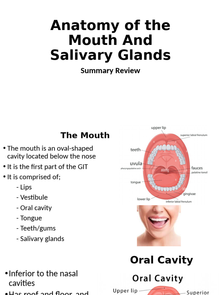 Anatomy of The Mouth and Salivary Glands | PDF | Tongue | Human Tooth