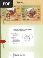 Anatomía del Recto y Conducto Anal | PDF | Útero | Recto