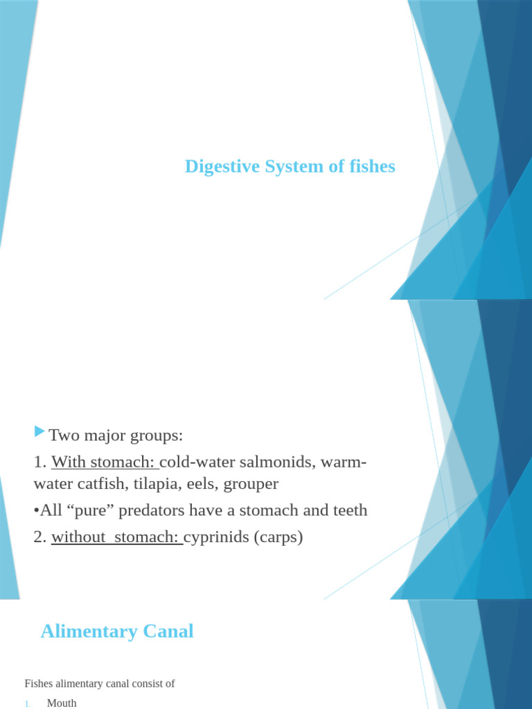 Fish Digestive System Overview | PDF | Gastrointestinal Tract | Stomach