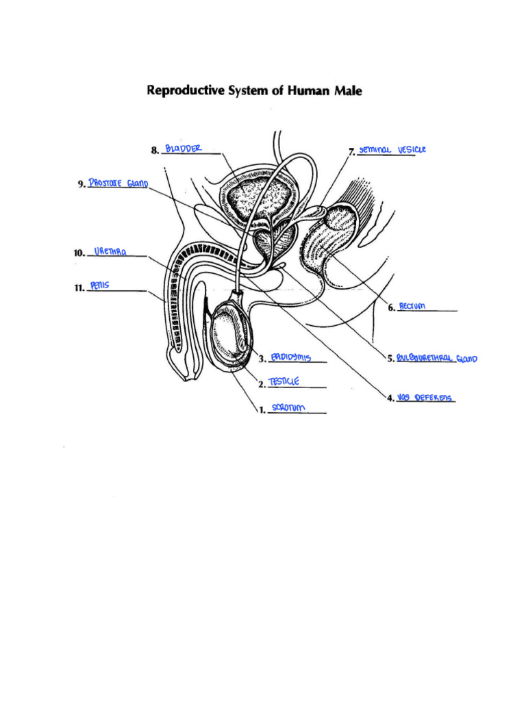 Male Reproductive System | PDF