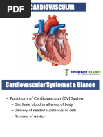 Cardiovascular System Powerpoint | PDF | Artery | Vein