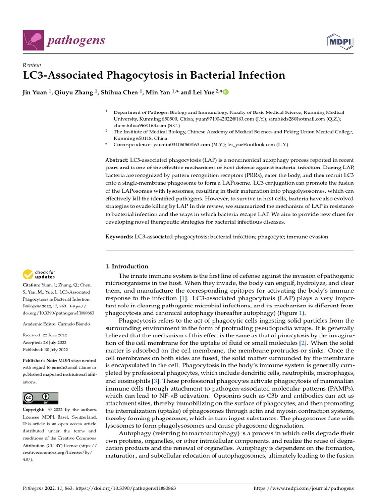 LC3-Associated Phagocytosis in Bacterial Infection YUAN 2022 | PDF | Autophagy | Lysosome