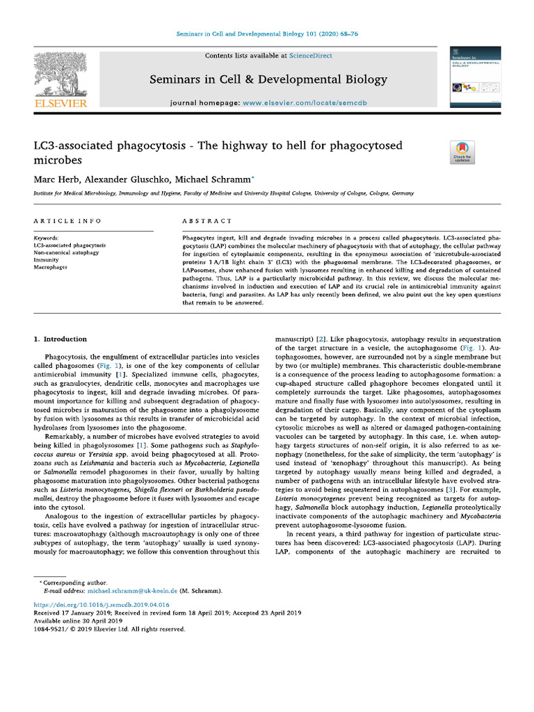 Herb 2020 LC3-associated Phagocytosis | PDF