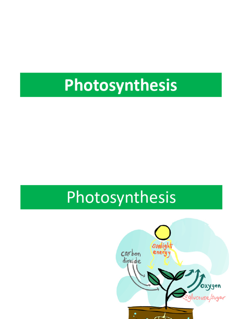 Photosynthesis | PDF | Photosynthesis | Chloroplast