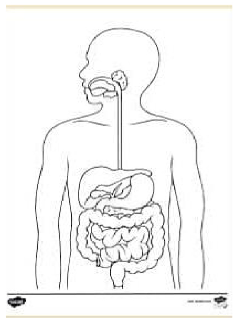 Digestive System Label PDF | PDF