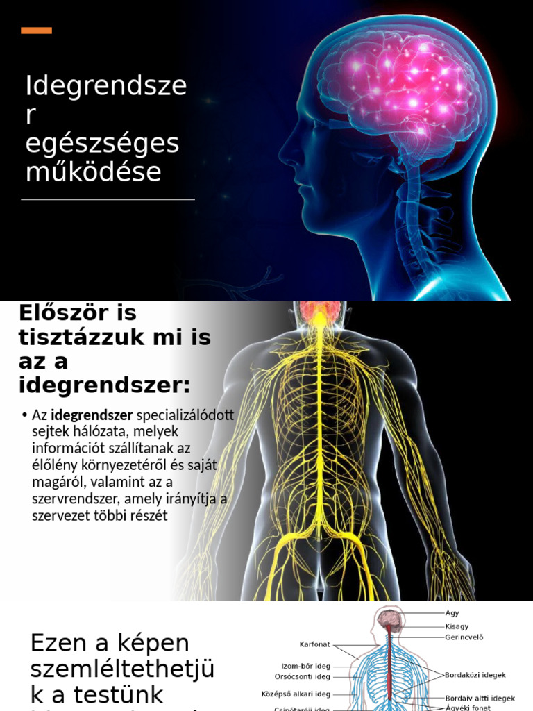 Idegrendszer | PDF